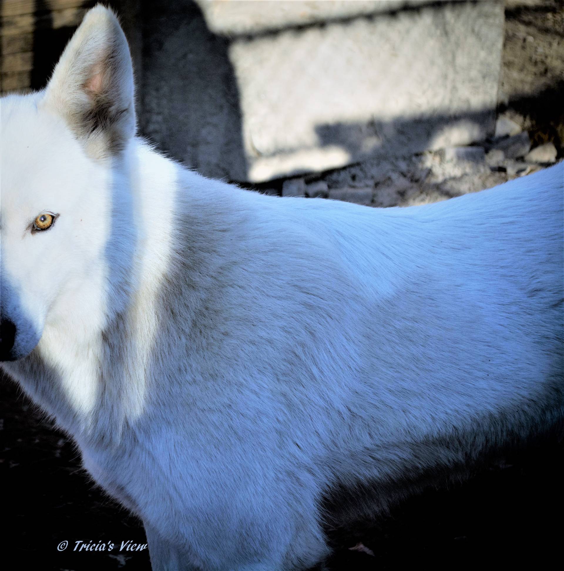 Meet the Animals – The Animal Connection